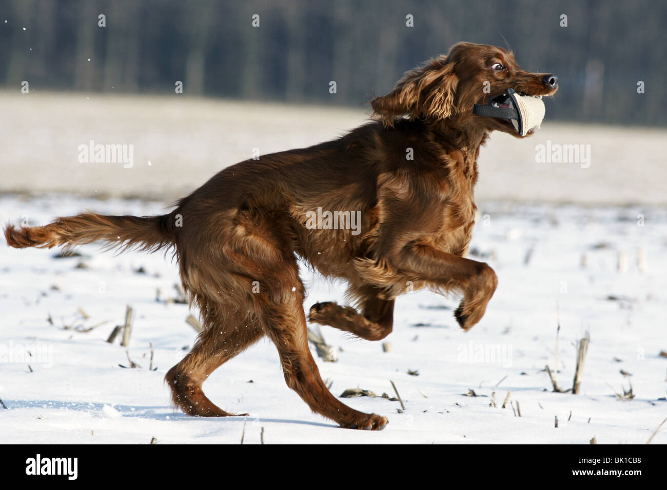 Irish setter running lateral hi-res stock photography and images - Alamy
