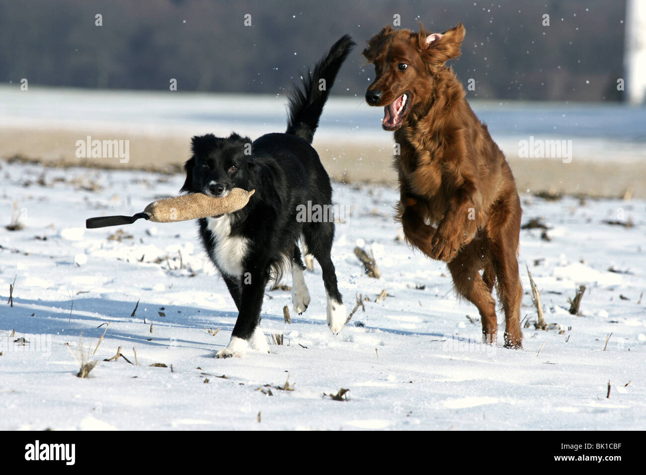 Border Collie and Irish Red Setter Stock Photo - Alamy