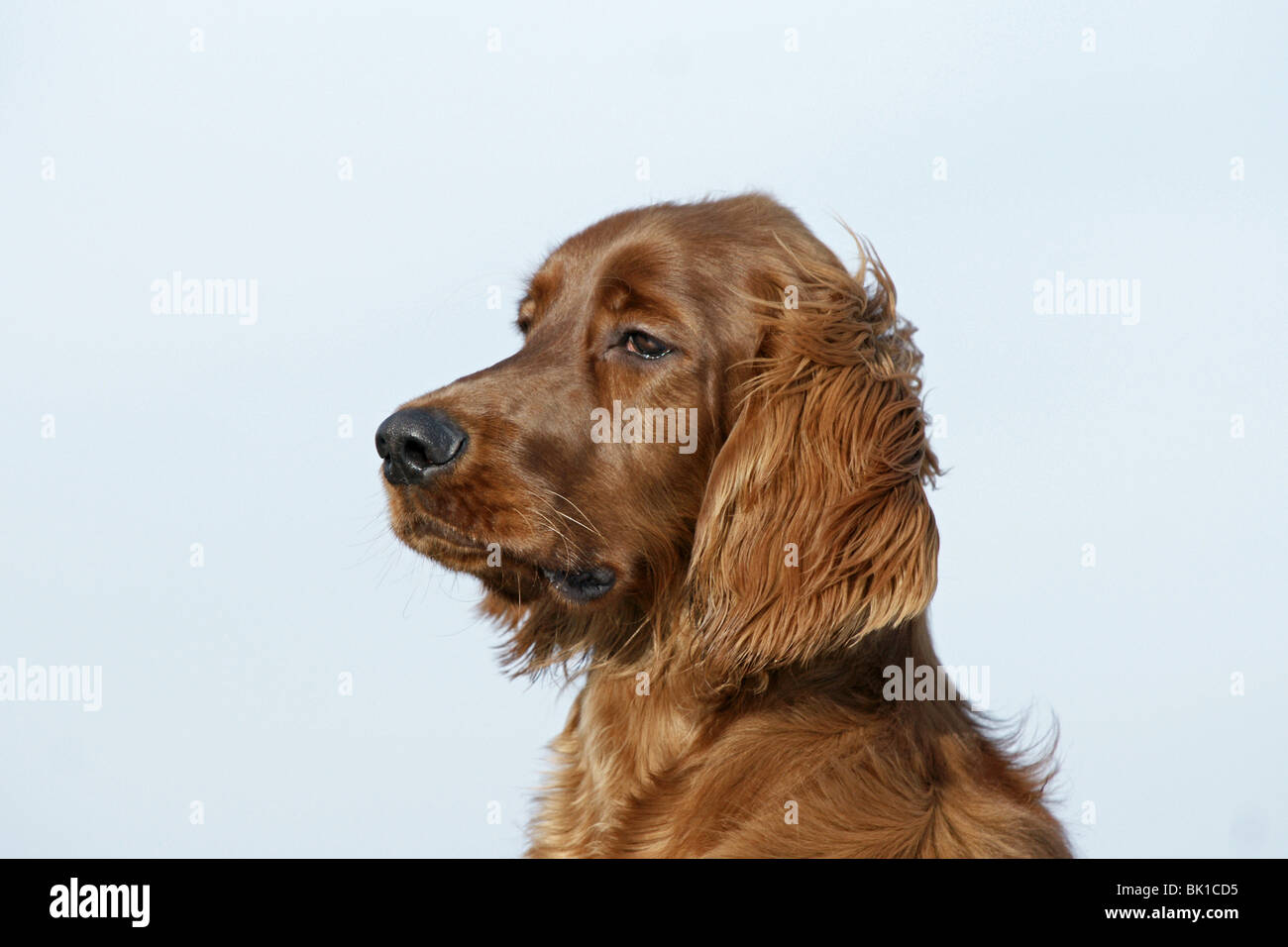 Irish Red Setter Portrait Stock Photo - Alamy