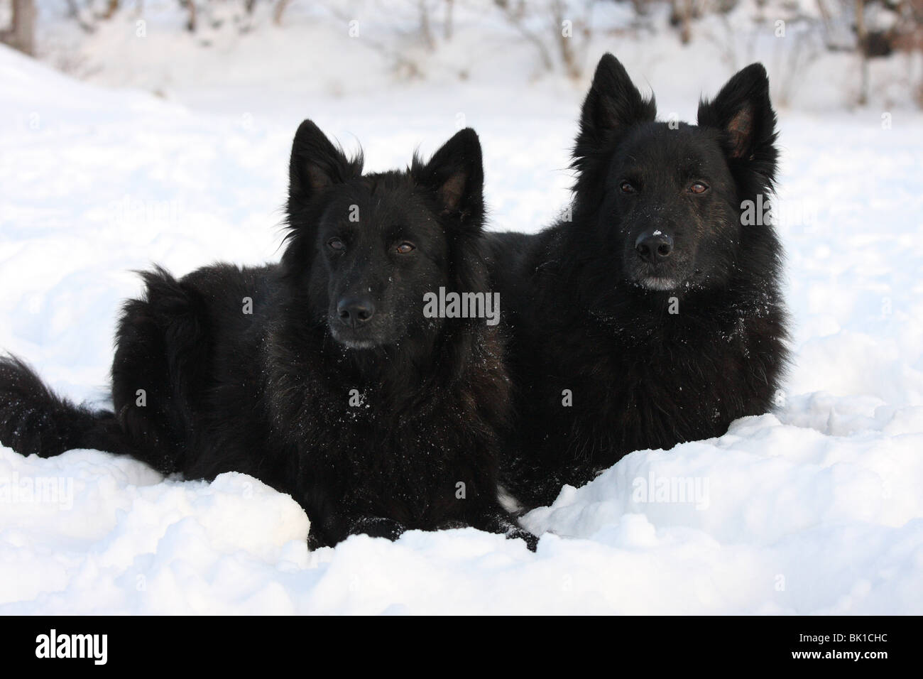 Dutch Herder Dog Breed High Resolution Stock Photography and Images - Alamy