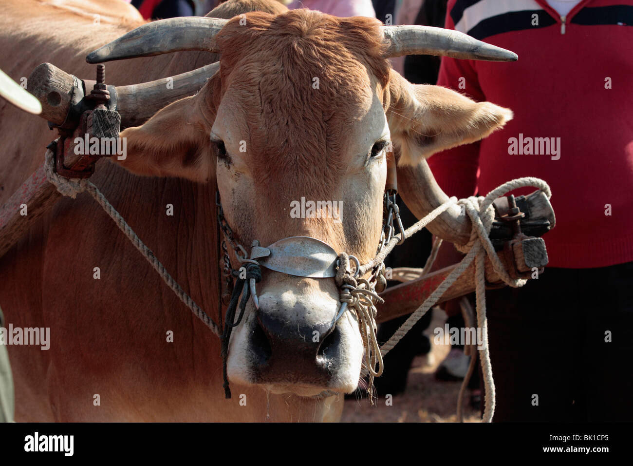 Cow carriage shows for the celebration of Chinese New Year Stock Photo ...