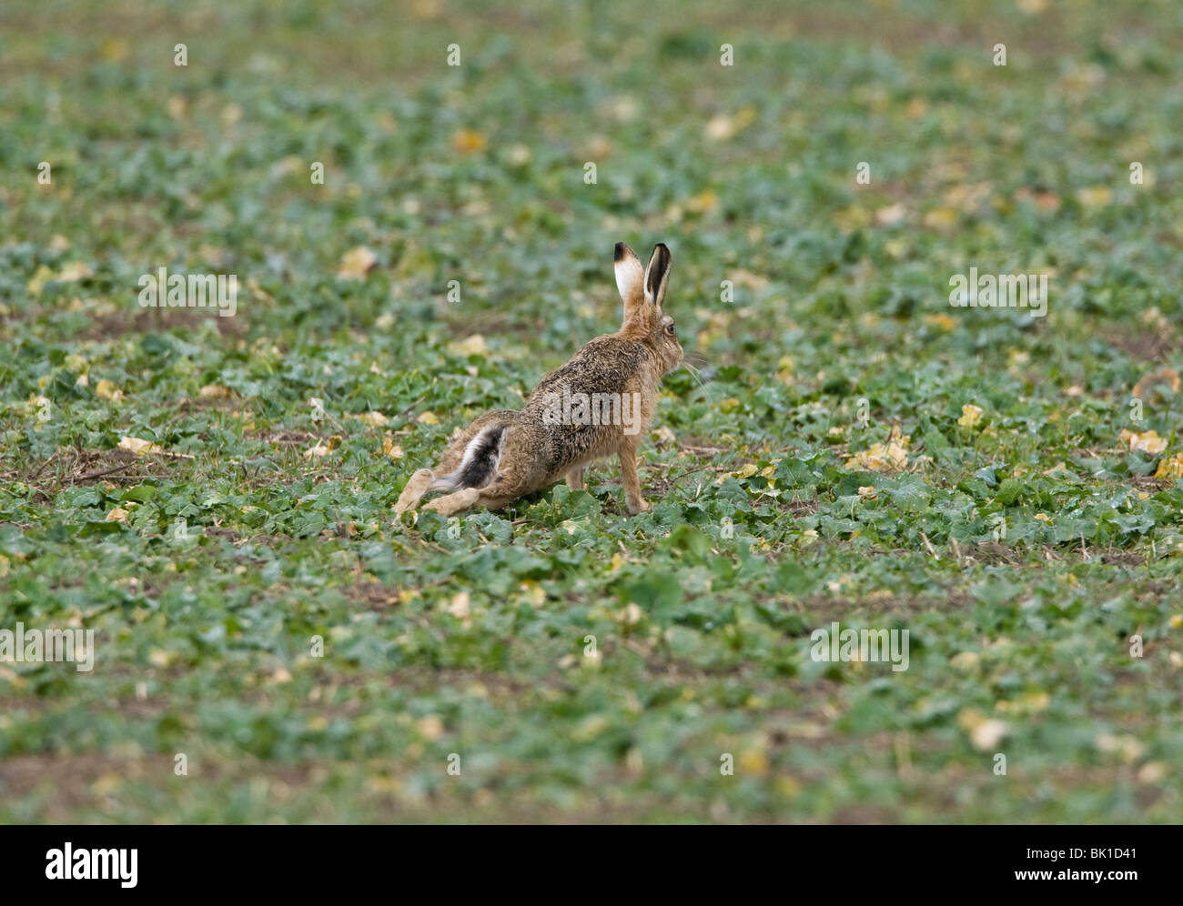 Portrait of Brown Hare sat in field in Oxfordshire during February and ...