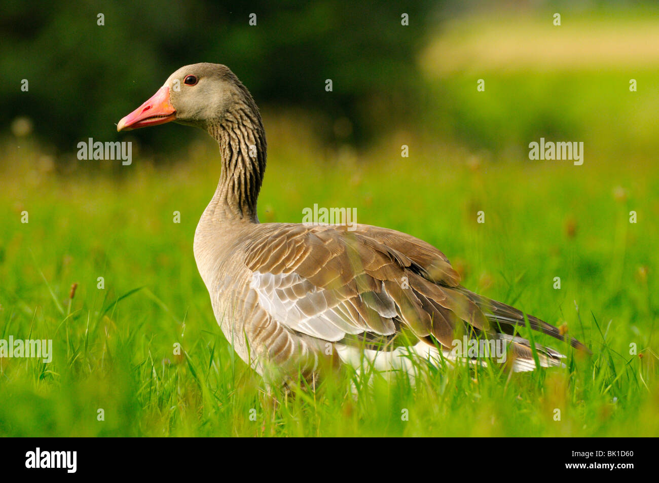 Side profile of a goose hi-res stock photography and images - Alamy