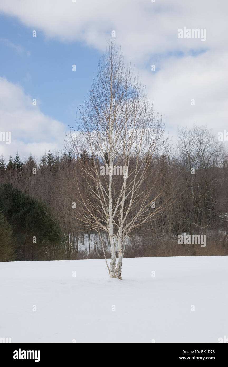 A single tree grows in a clearing during winter Stock Photo - Alamy