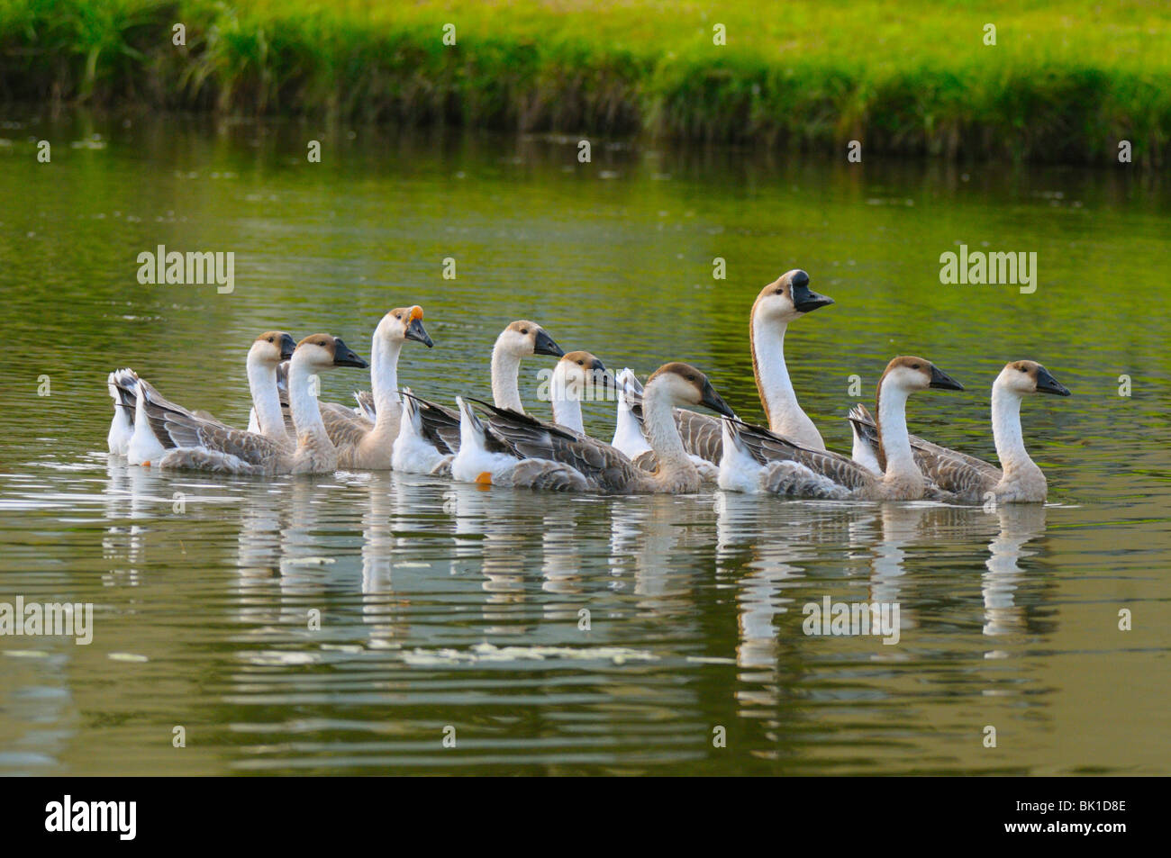 Knob geese hi-res stock photography and images - Alamy