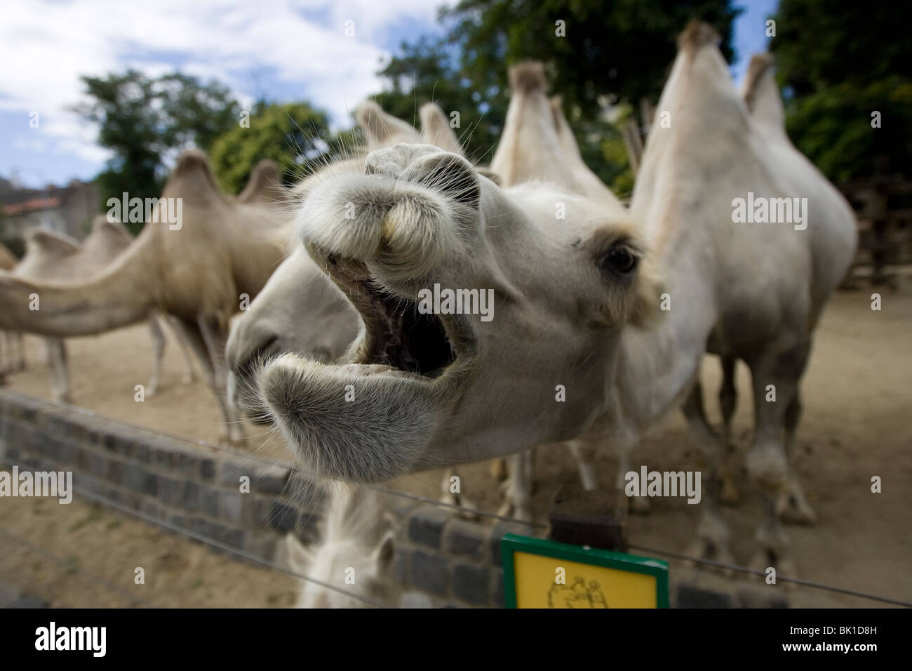Humped back hi-res stock photography and images - Alamy