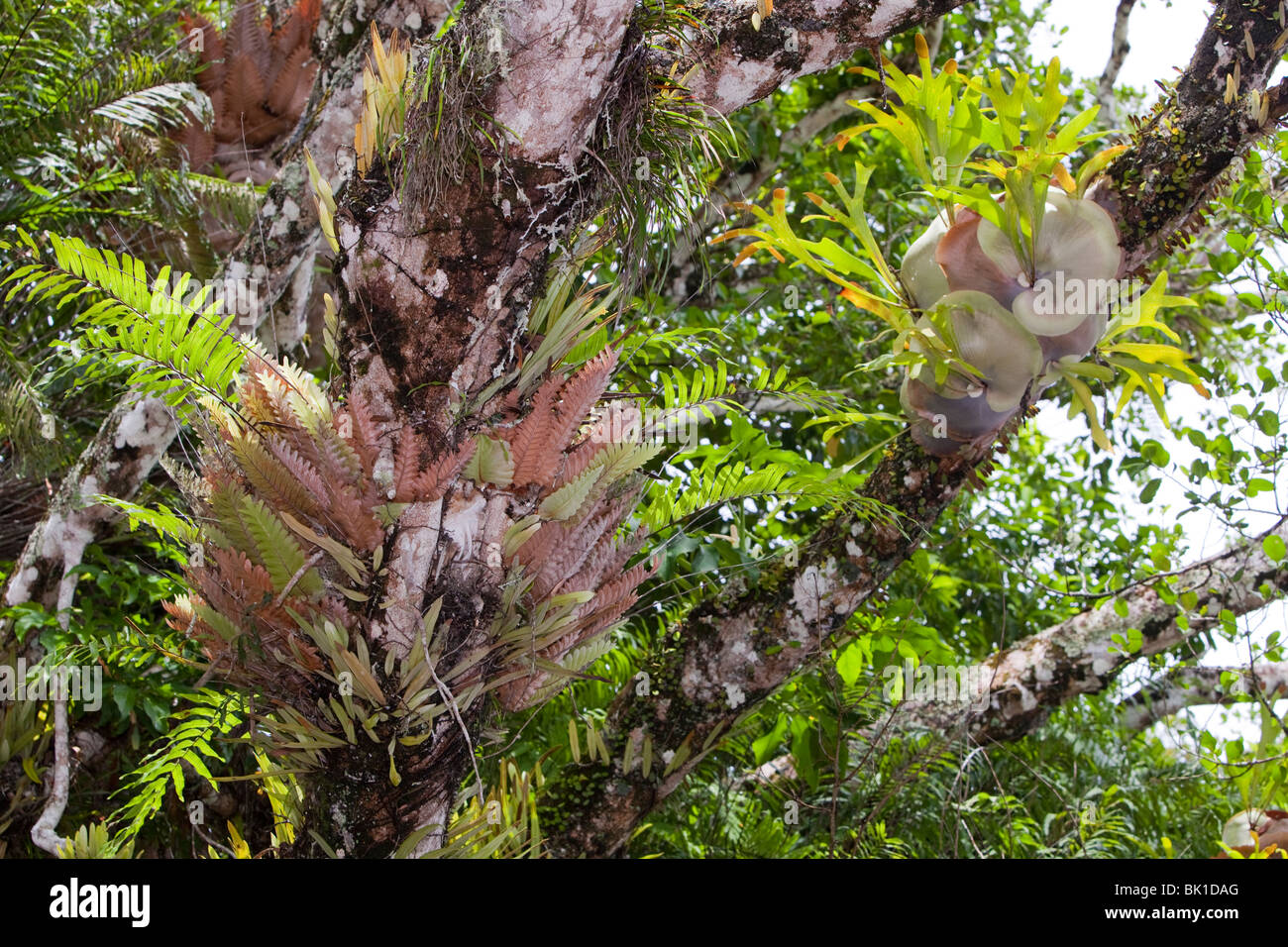 Epiphytic ferns in the Daintree Rainforest, Queensland, Australia Stock ...