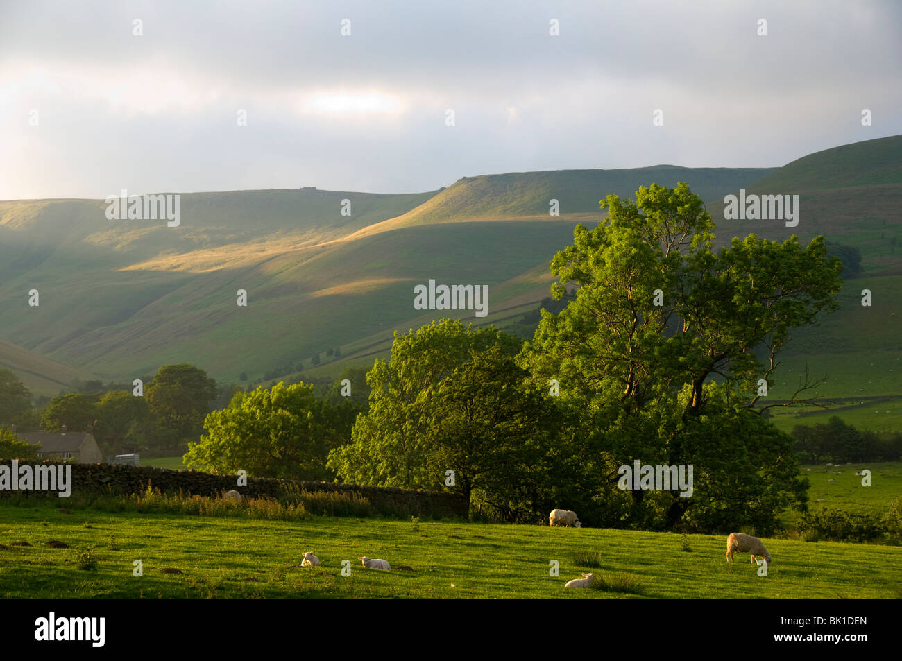 Evening light on Crowden Brook, below the Kinder Scout plateau, Edale ...