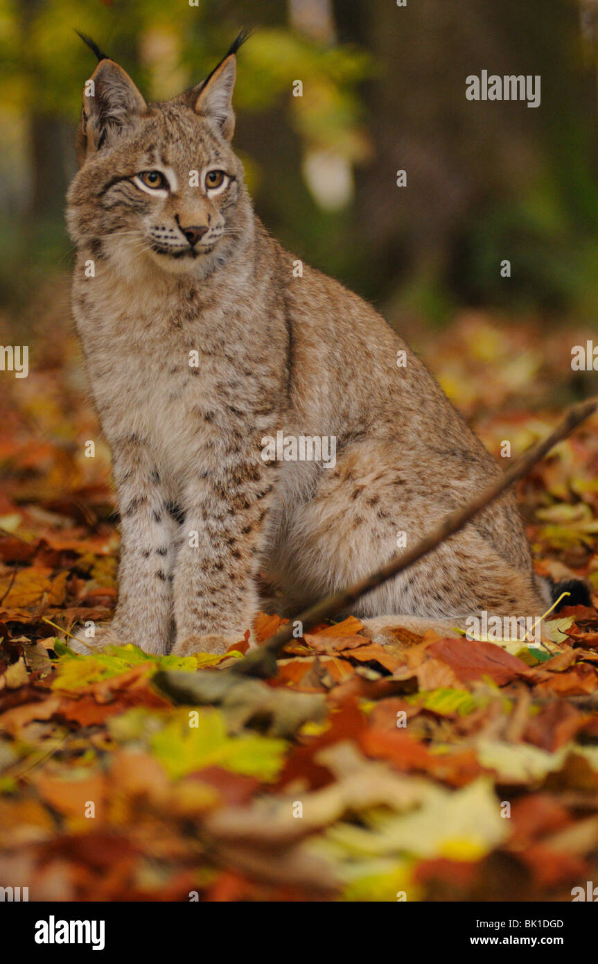 Immature lynx hi-res stock photography and images - Alamy