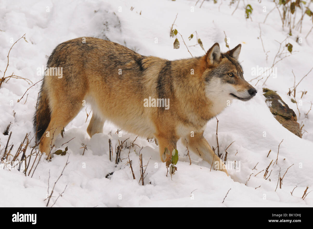 Greywolf greywolves hi-res stock photography and images - Alamy