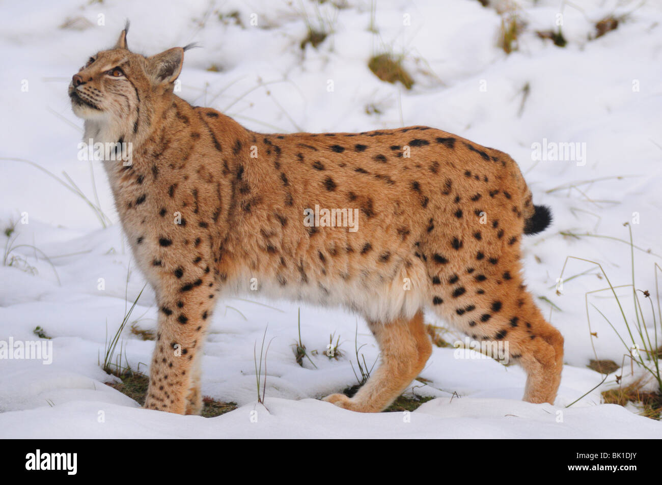 Lynx hi-res stock photography and images - Alamy