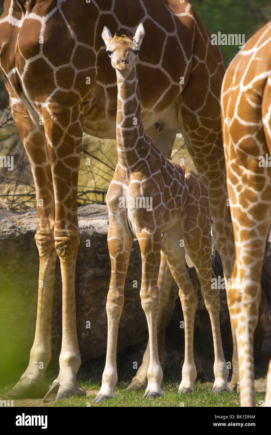Side view giraffes hi-res stock photography and images - Alamy