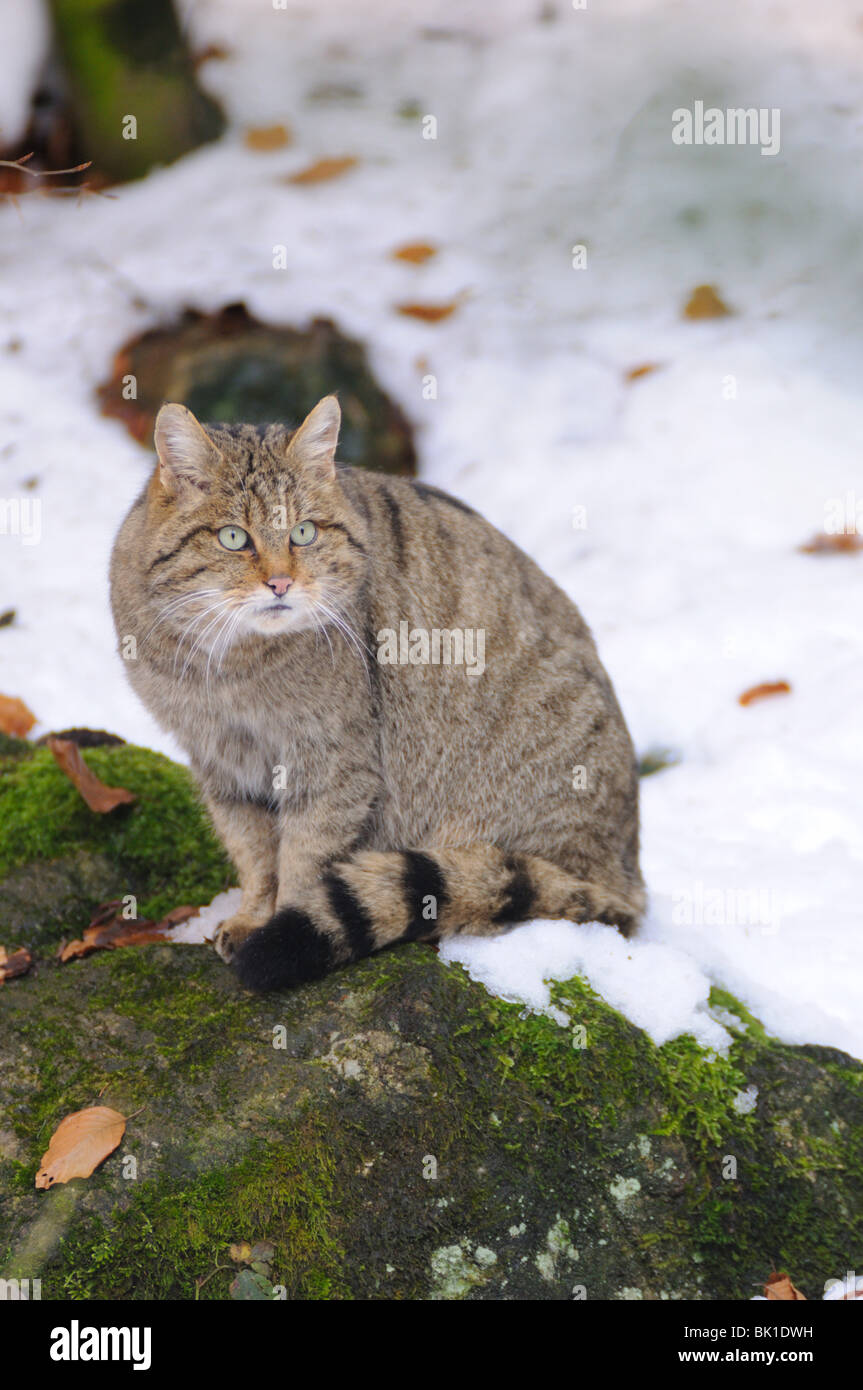 Wildcat hi-res stock photography and images - Alamy