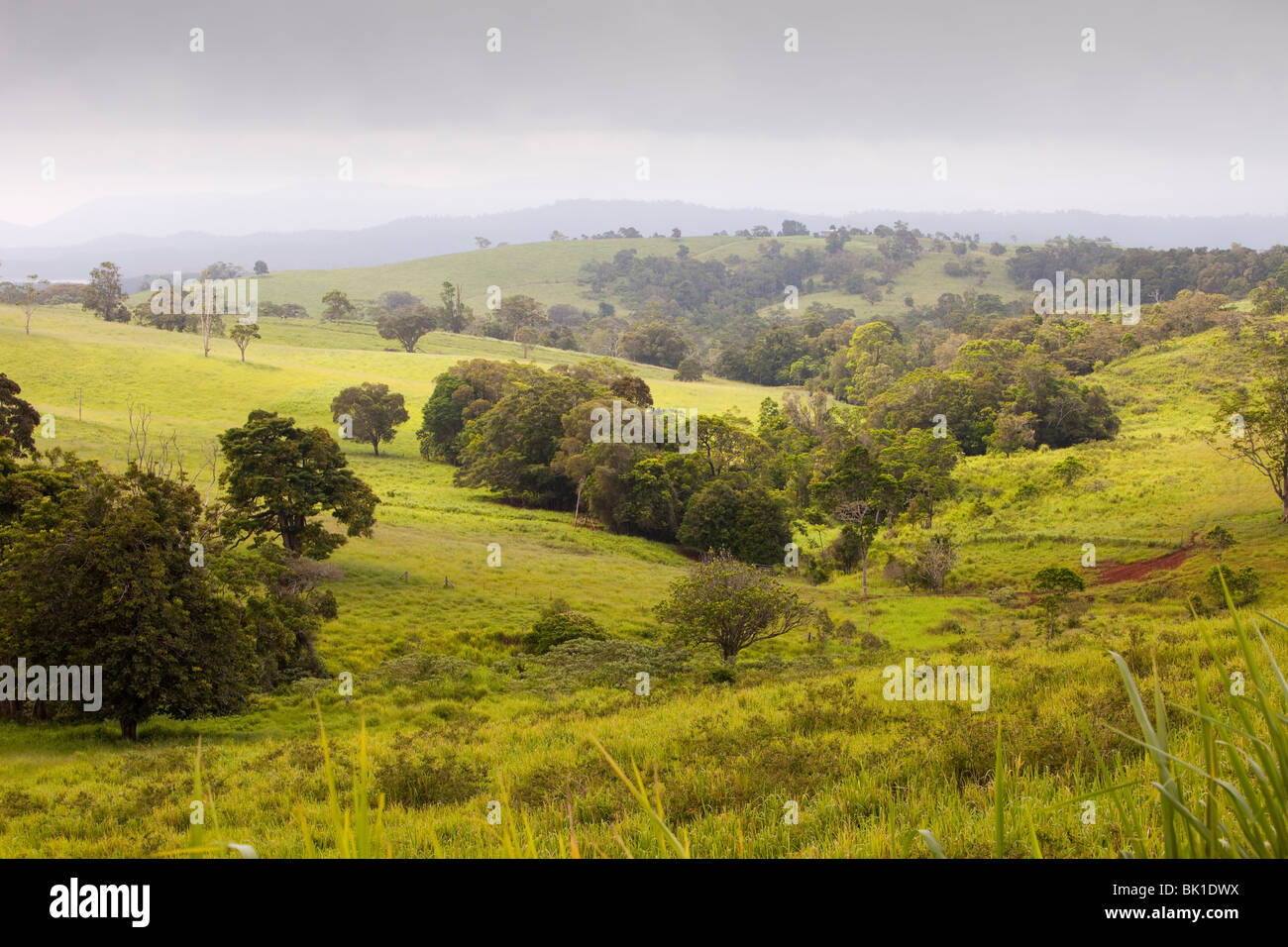 The Atherton Tablelands were once covered by rain forest,but most of it ...
