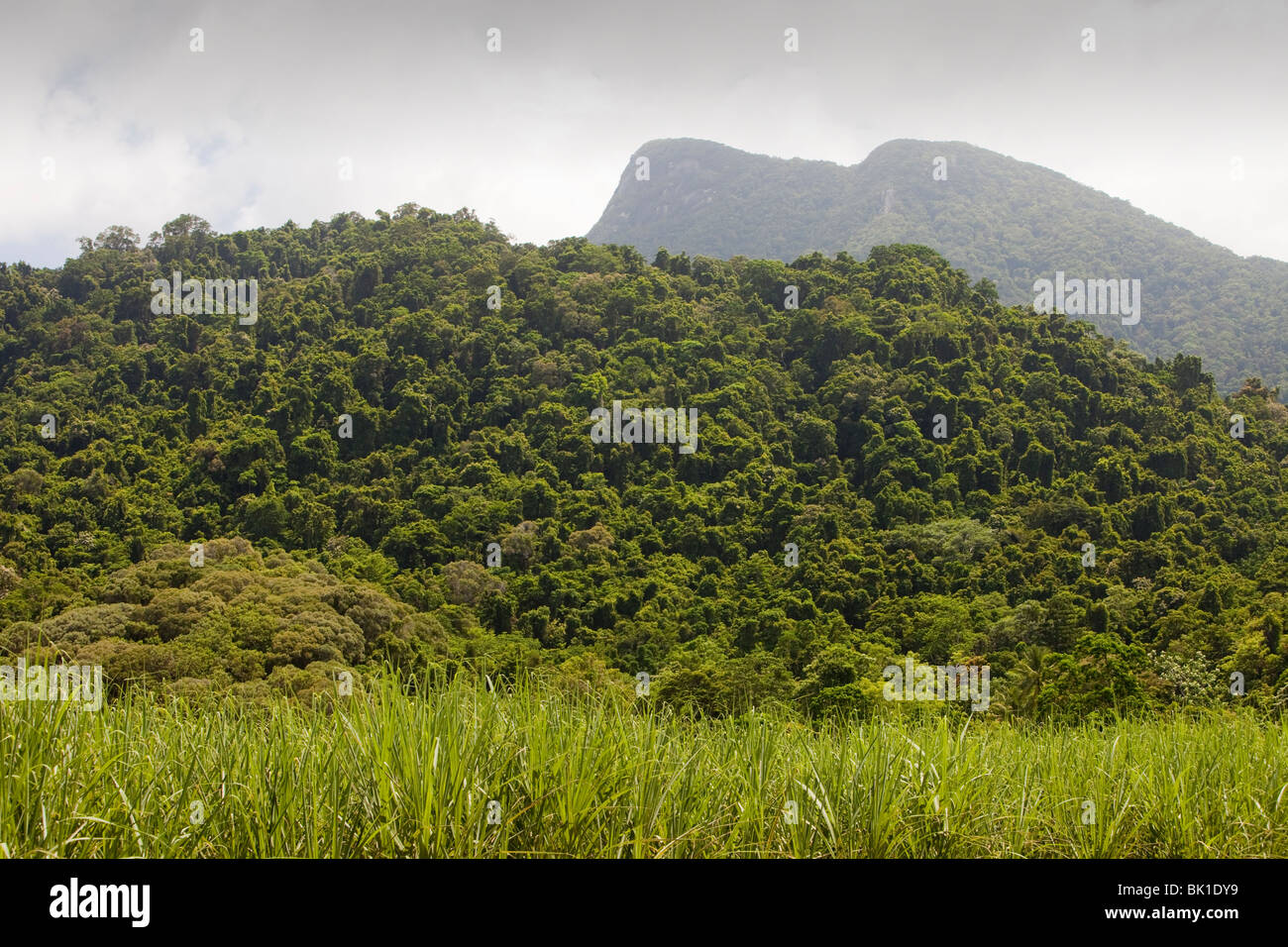 Rain forest cleared to make way for sugar cane production in the ...