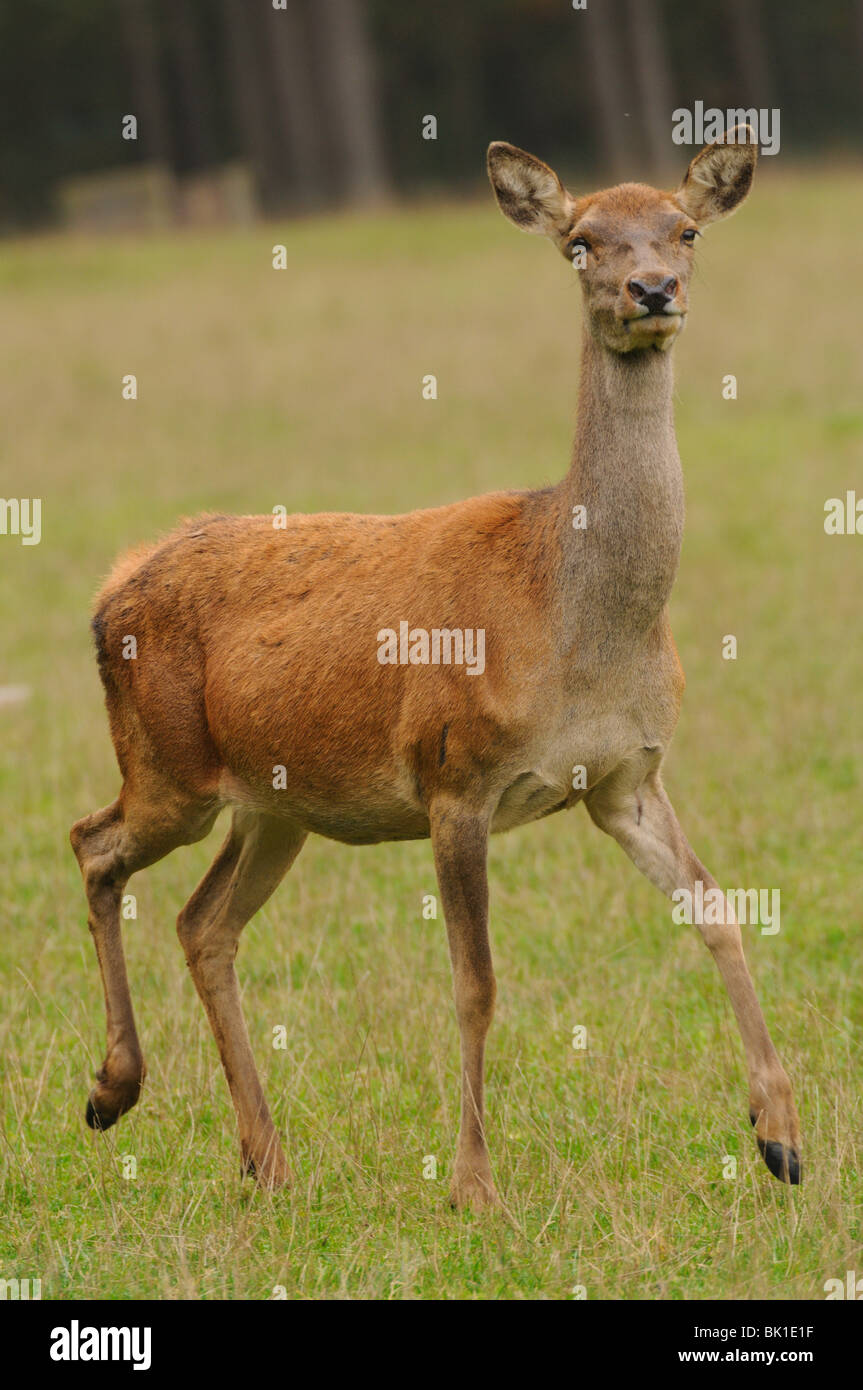 Red deer trotting hi-res stock photography and images - Alamy