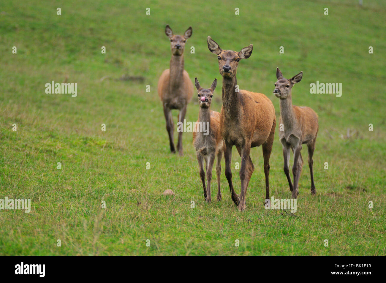 Moving deer hi-res stock photography and images - Alamy