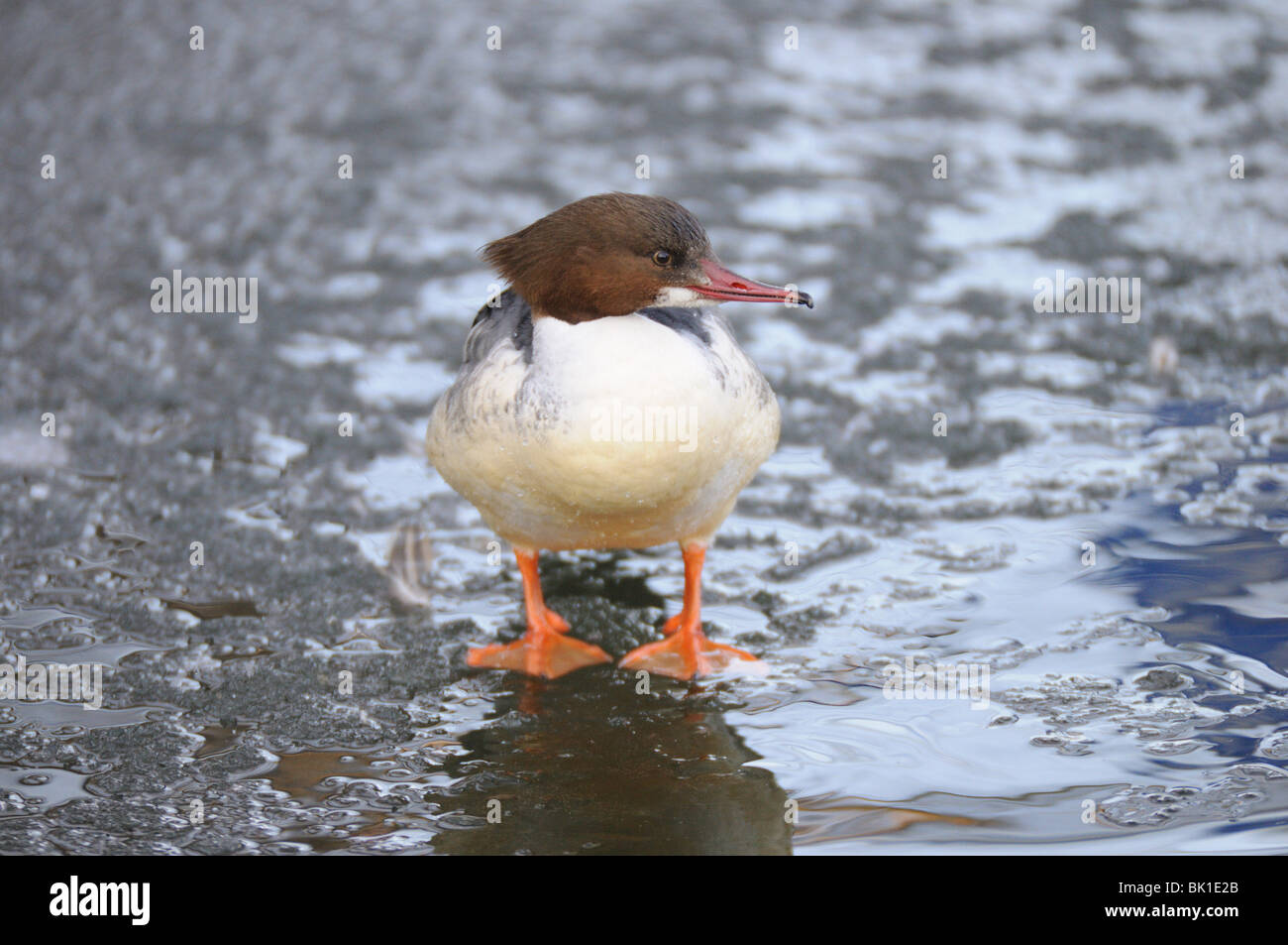 Goosander hi-res stock photography and images - Alamy