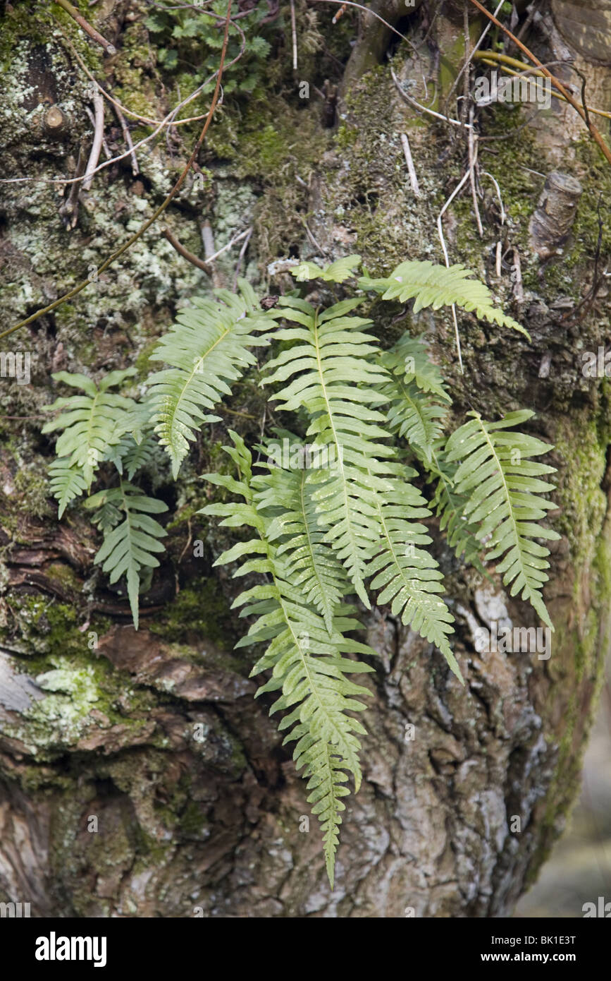 Common Polypody (Polypodium vulgare) growing on a pollard willow ...