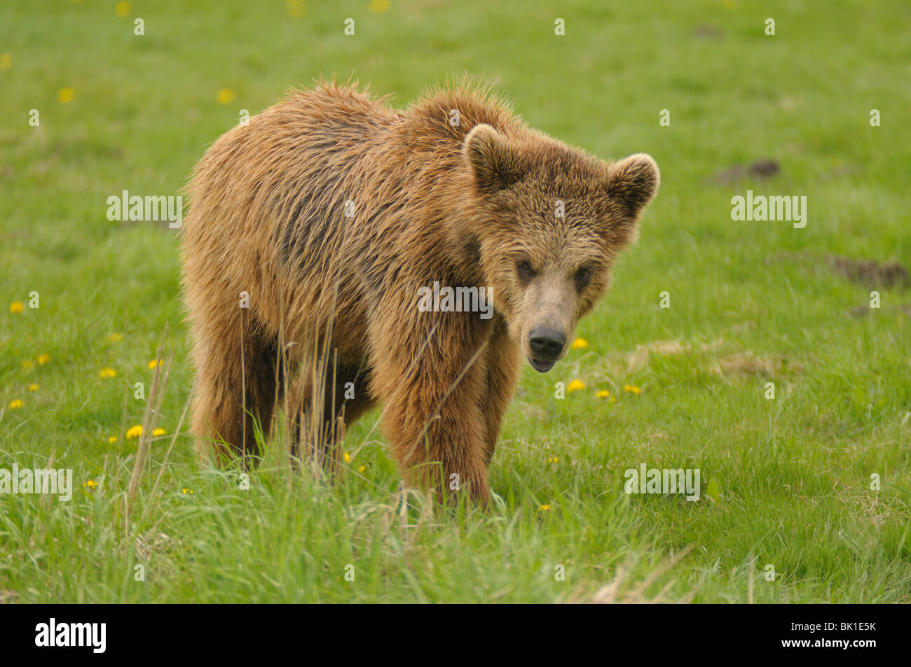 european brown bear Stock Photo - Alamy