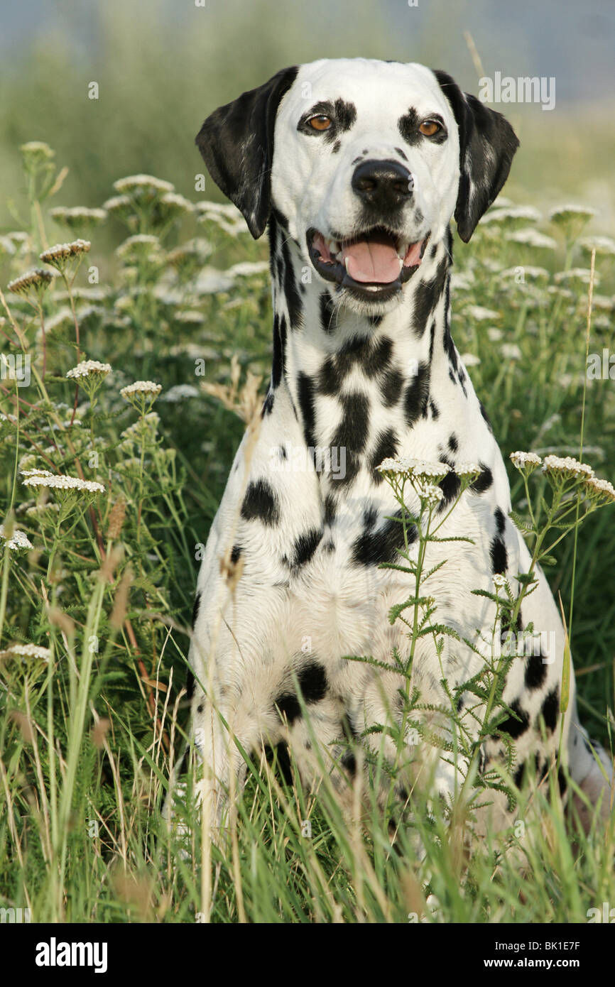 Spotty pants hi-res stock photography and images - Alamy