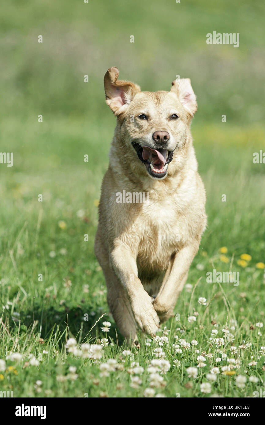 running Labrador Retriever Stock Photo - Alamy
