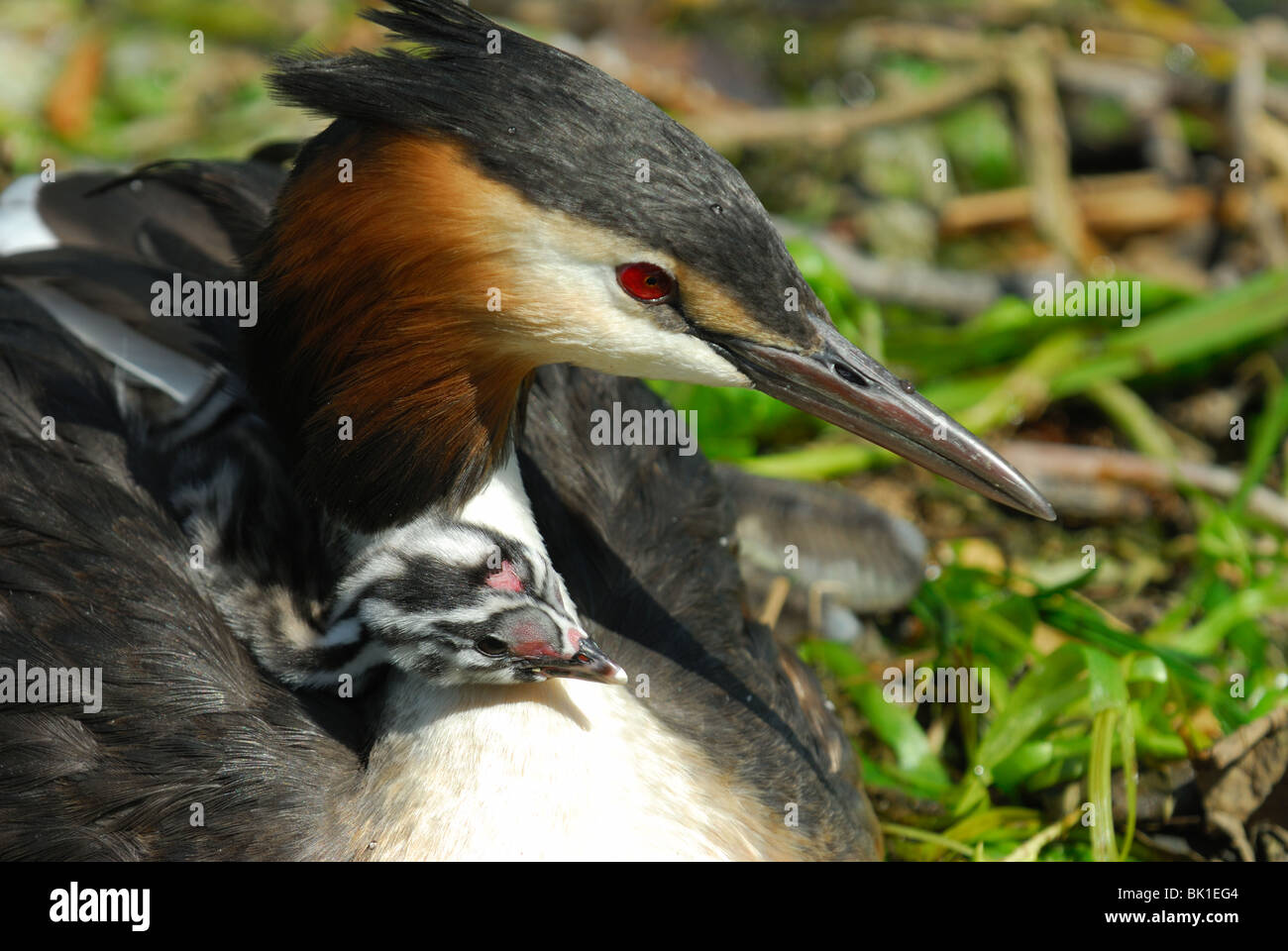 Great Crested Grebe Stock Photo - Alamy
