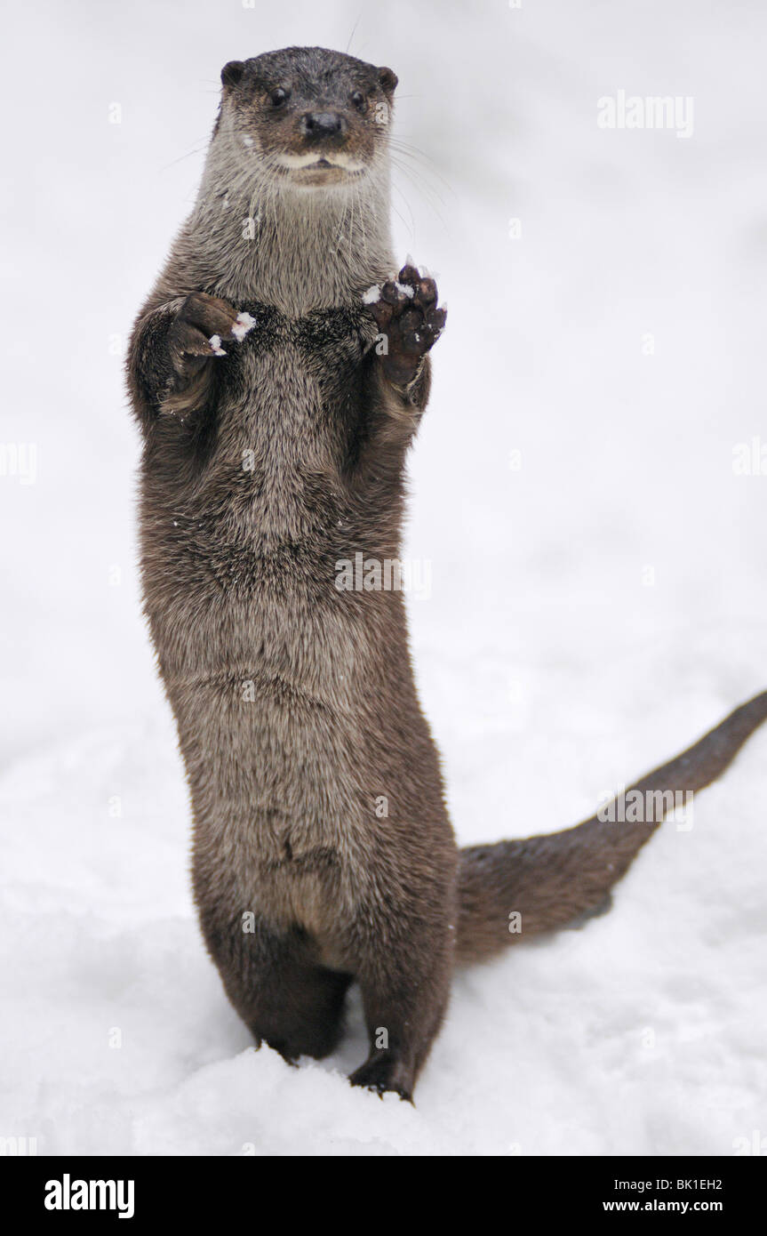 Otter behaviour hi-res stock photography and images - Alamy