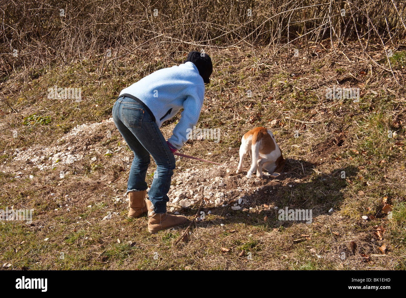 Dog down a rabbit hole hi-res stock photography and images - Alamy