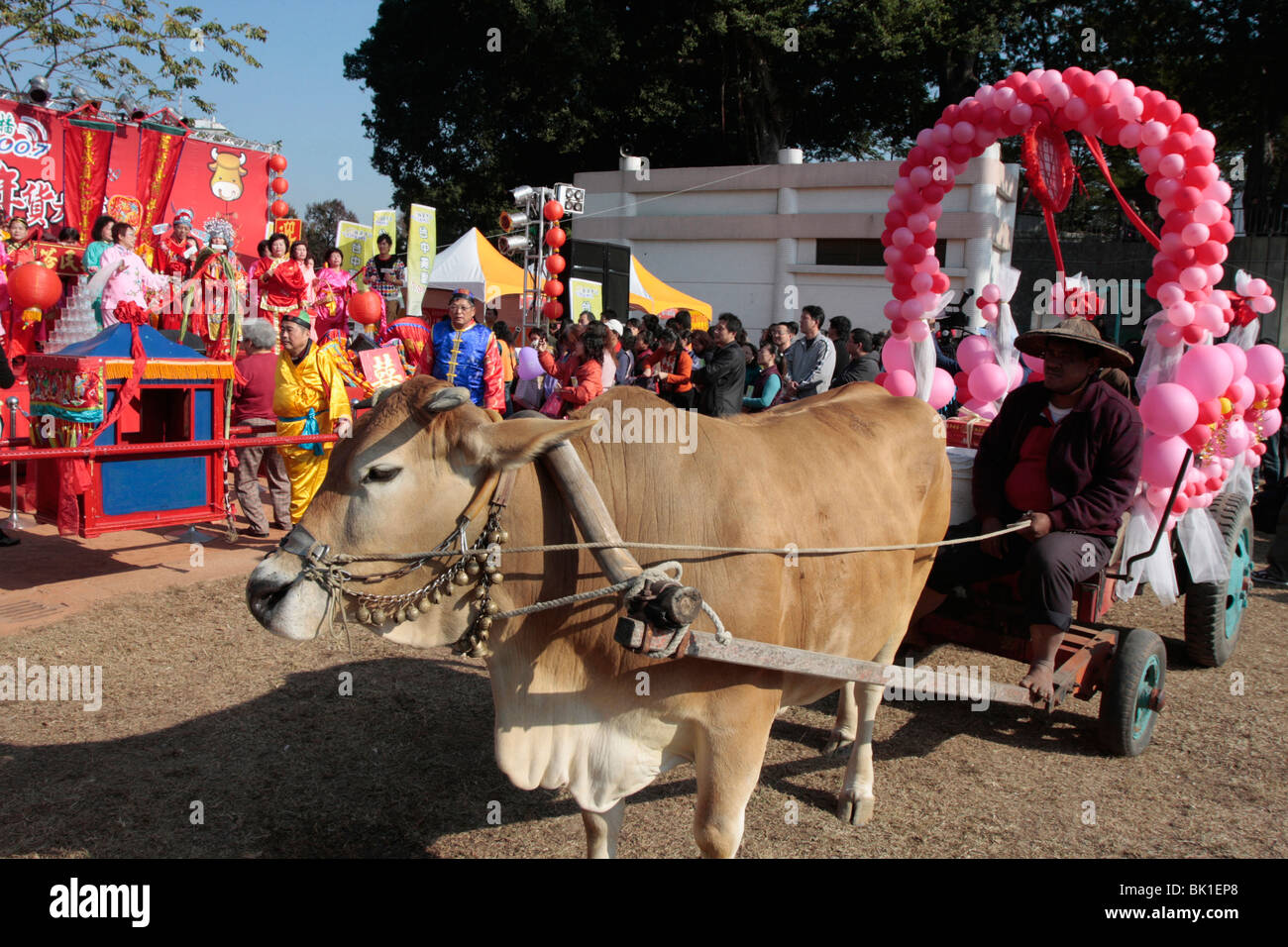 Cow carriage shows for the celebration of Chinese New Year Stock Photo ...