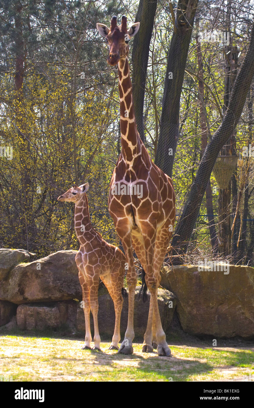 Giraffe giraffes hi-res stock photography and images - Alamy