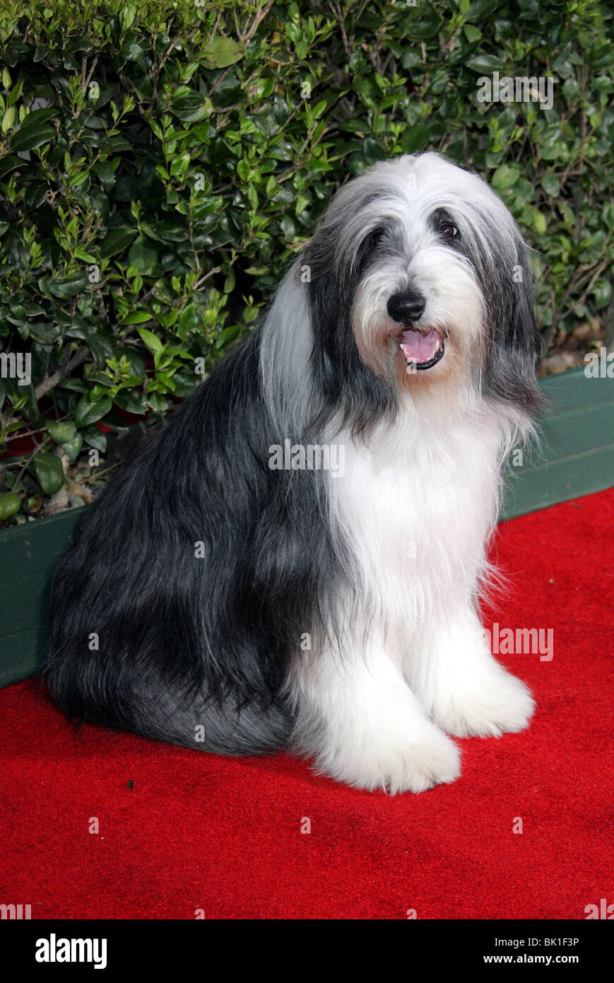 COAL SHAGGY DOG WORLD PREMIERE HOLLYWOOD LOS ANGELES USA 07 March 2006 ...