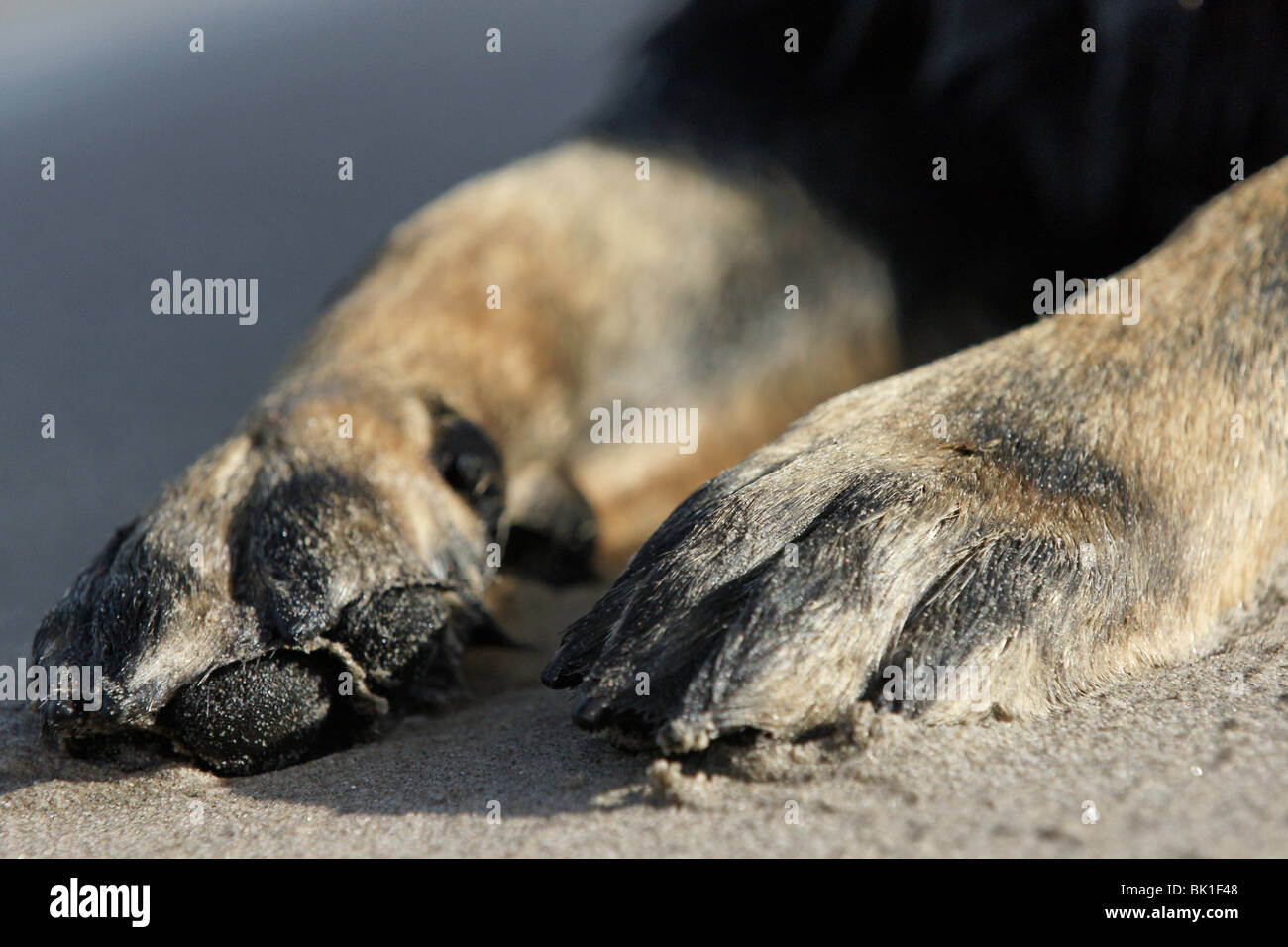 Dog paws cross hi-res stock photography and images - Alamy