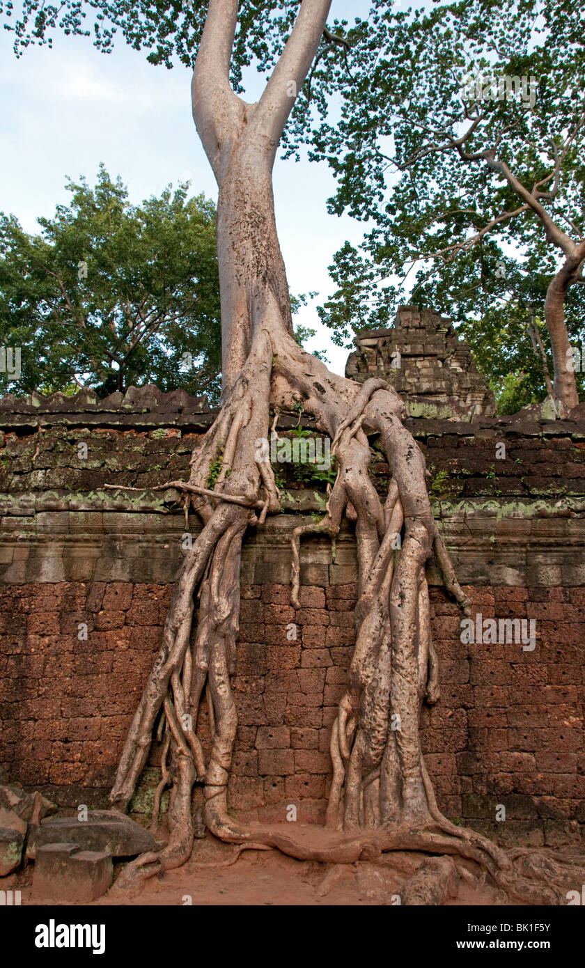 Tree roots covering building ruins hi-res stock photography and images ...