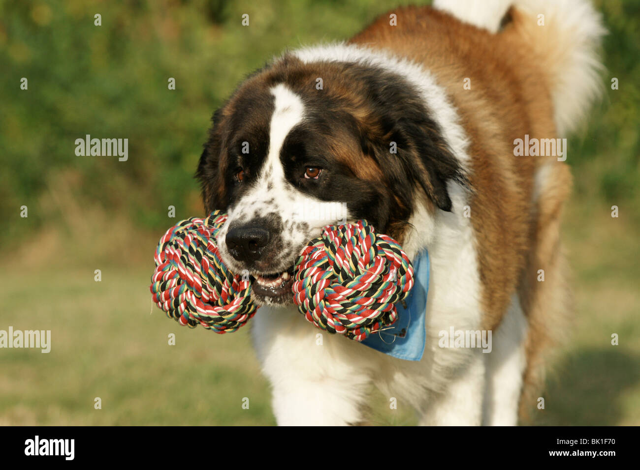 Saint bernards hi-res stock photography and images - Alamy