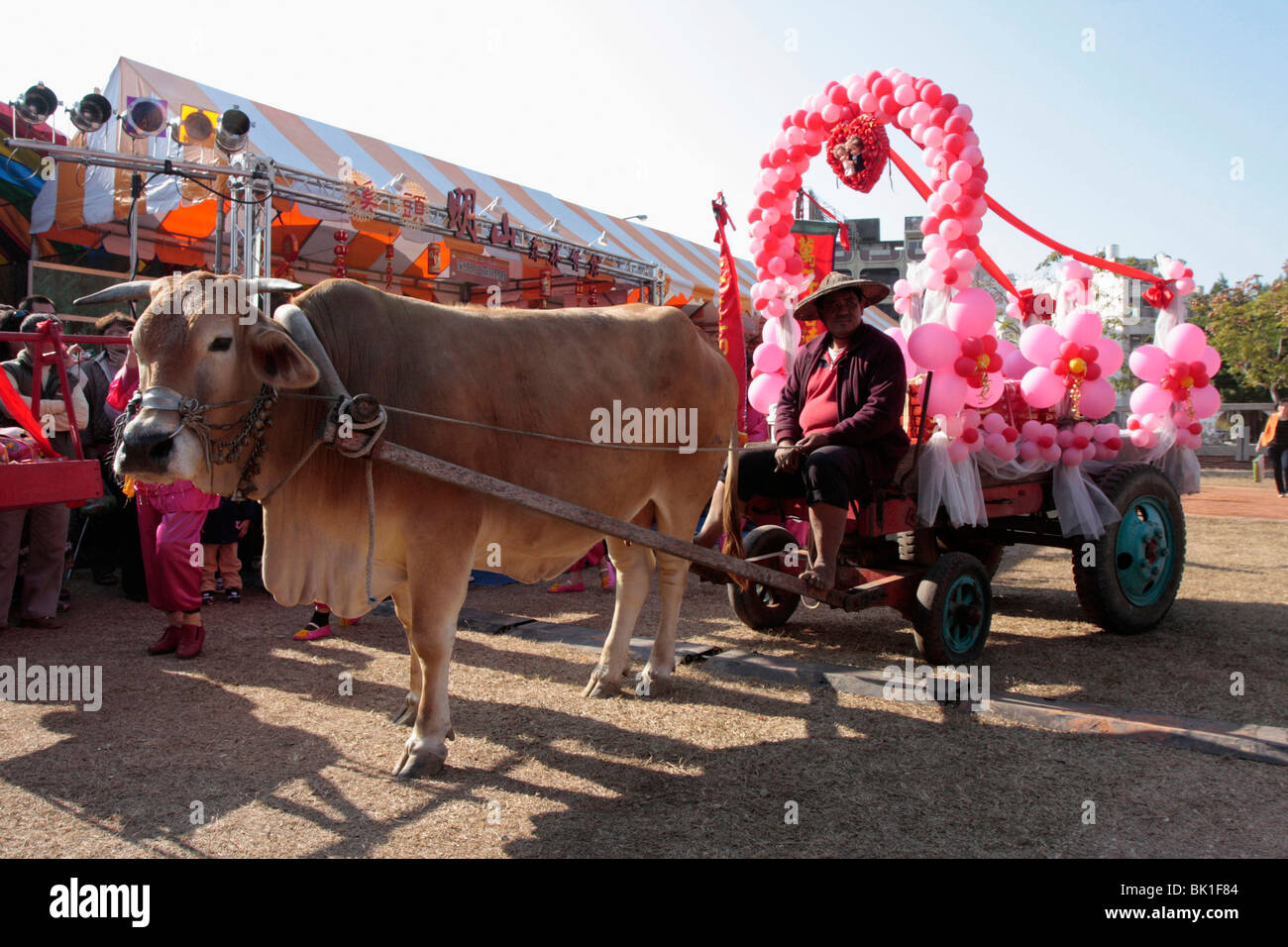 Cow carriage shows for the celebration of Chinese New Year Stock Photo ...