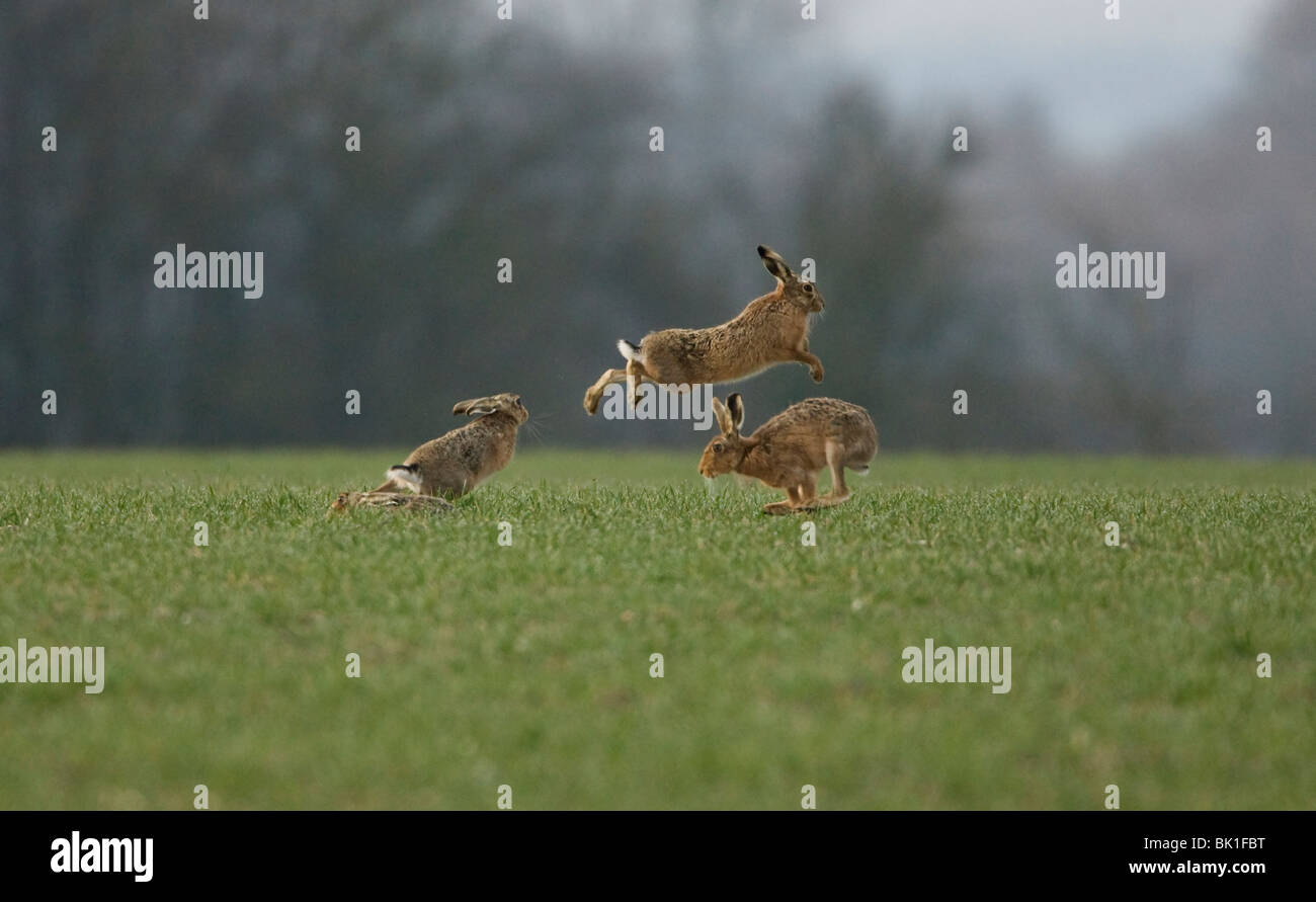 Male hares fighting over female hi-res stock photography and images - Alamy