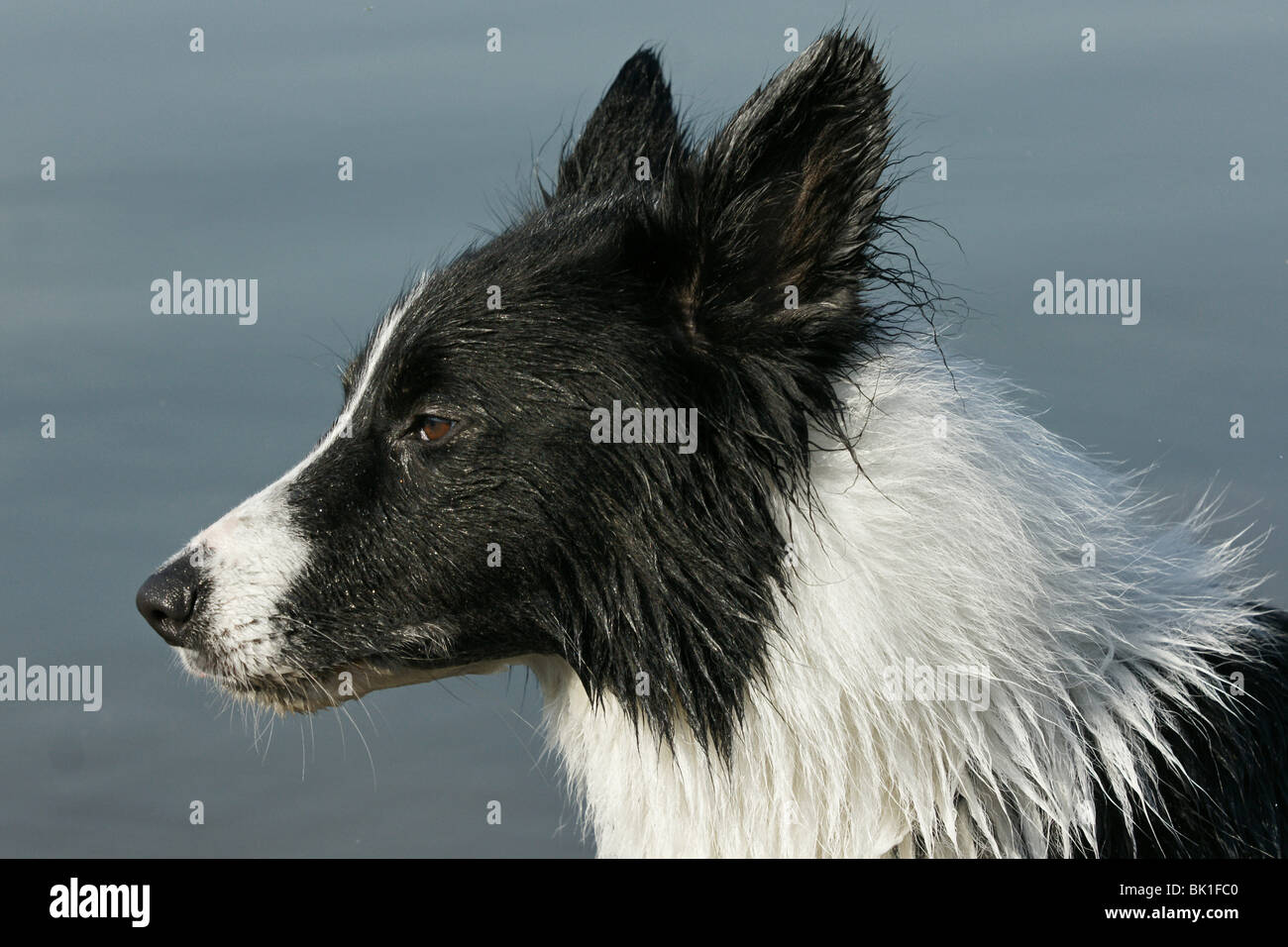 Border Collie Portrait Stock Photo - Alamy