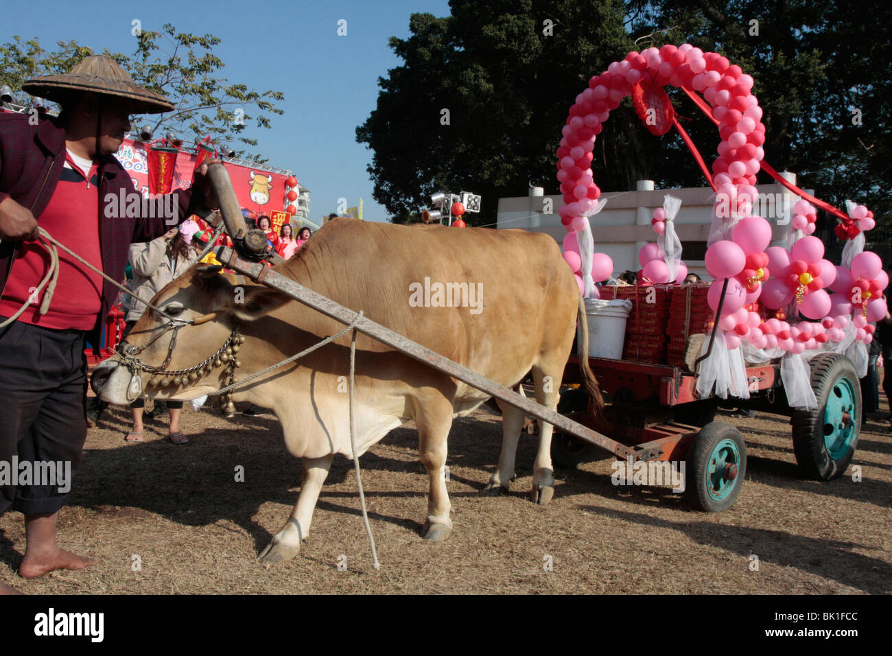 Cow carriage shows for the celebration of Chinese New Year Stock Photo ...