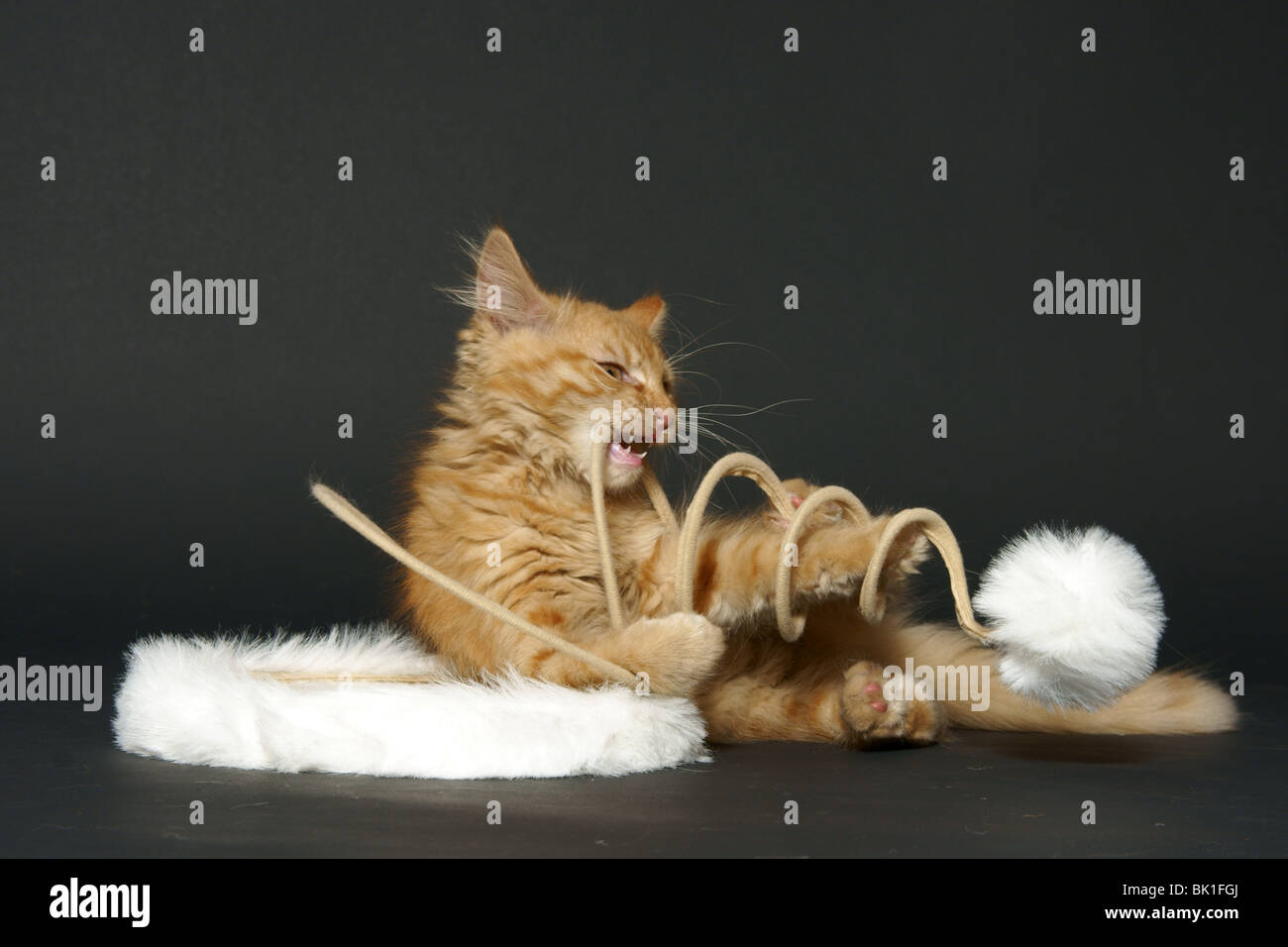 German Longhair Kitten Stock Photo - Alamy