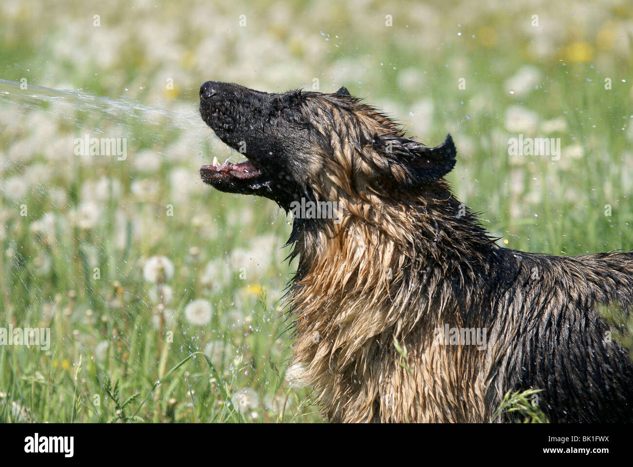 Old German Shepherd Stock Photo - Alamy