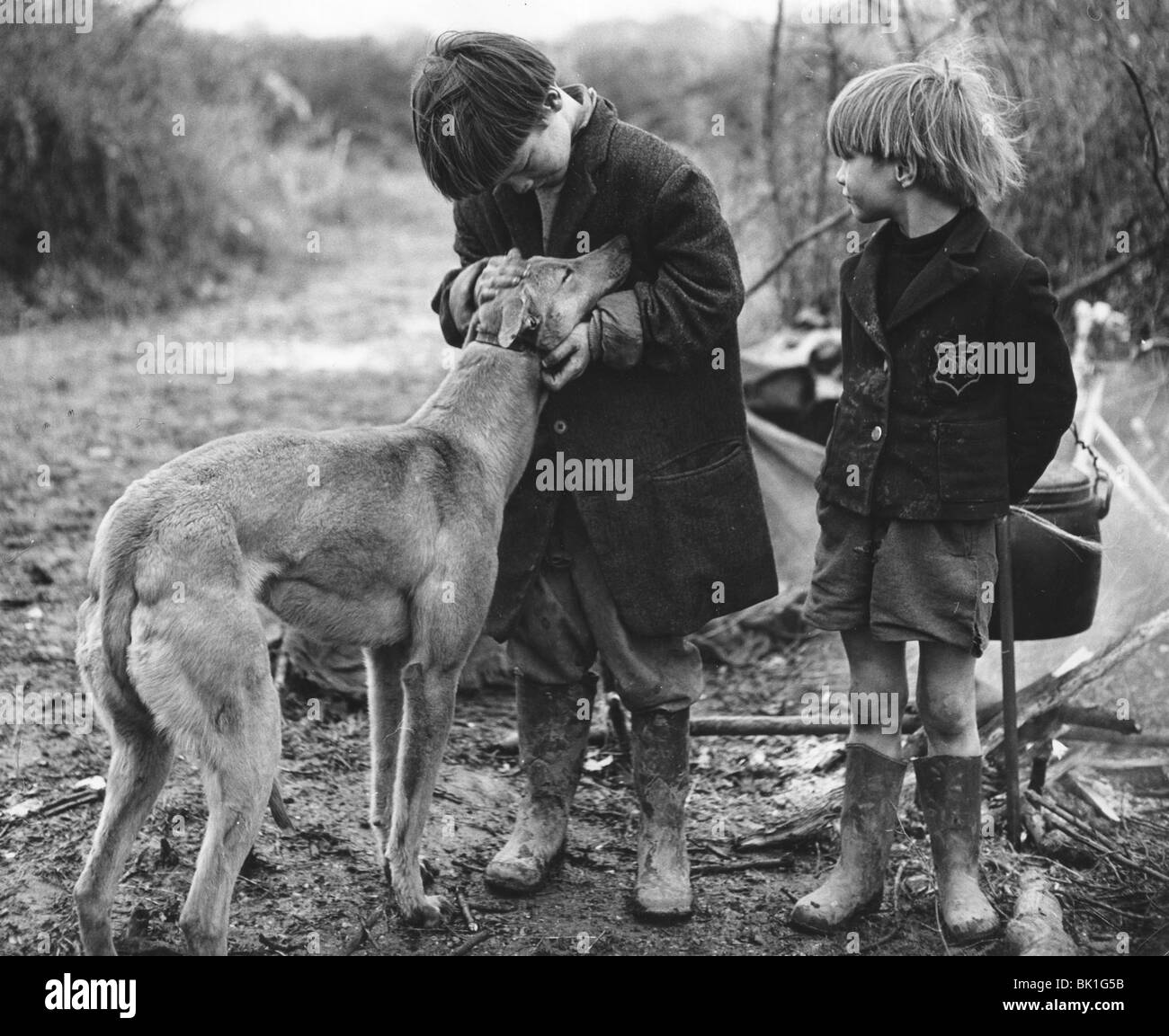 Gypsy dog hi-res stock photography and images - Alamy