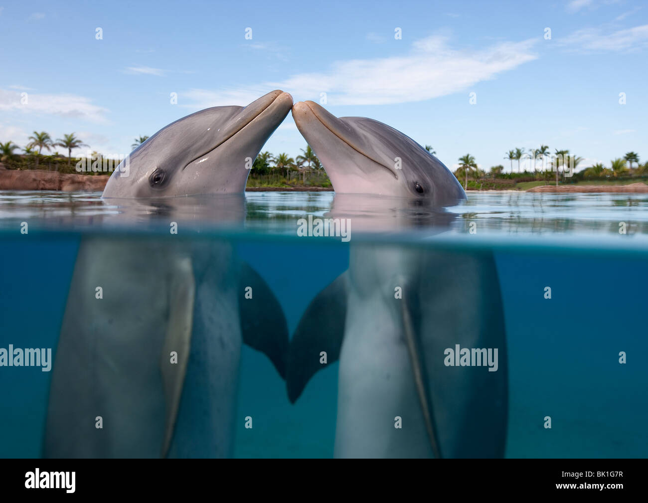 Atlantic Bottlenose Dolphin (Tursiops truncatus), nose to nose in the ...
