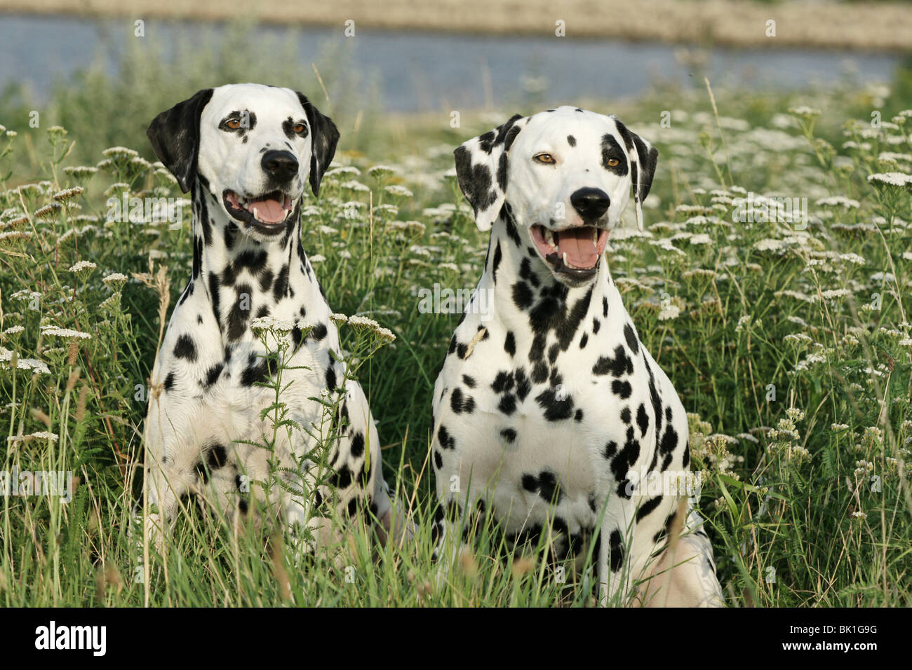 Spotty pants hi-res stock photography and images - Alamy