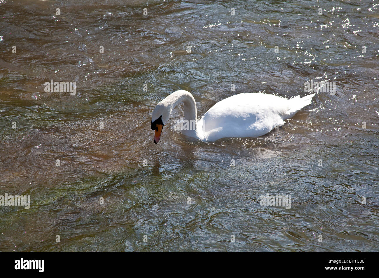 Swan on the river Itchen , Hampshire, England Stock Photo - Alamy