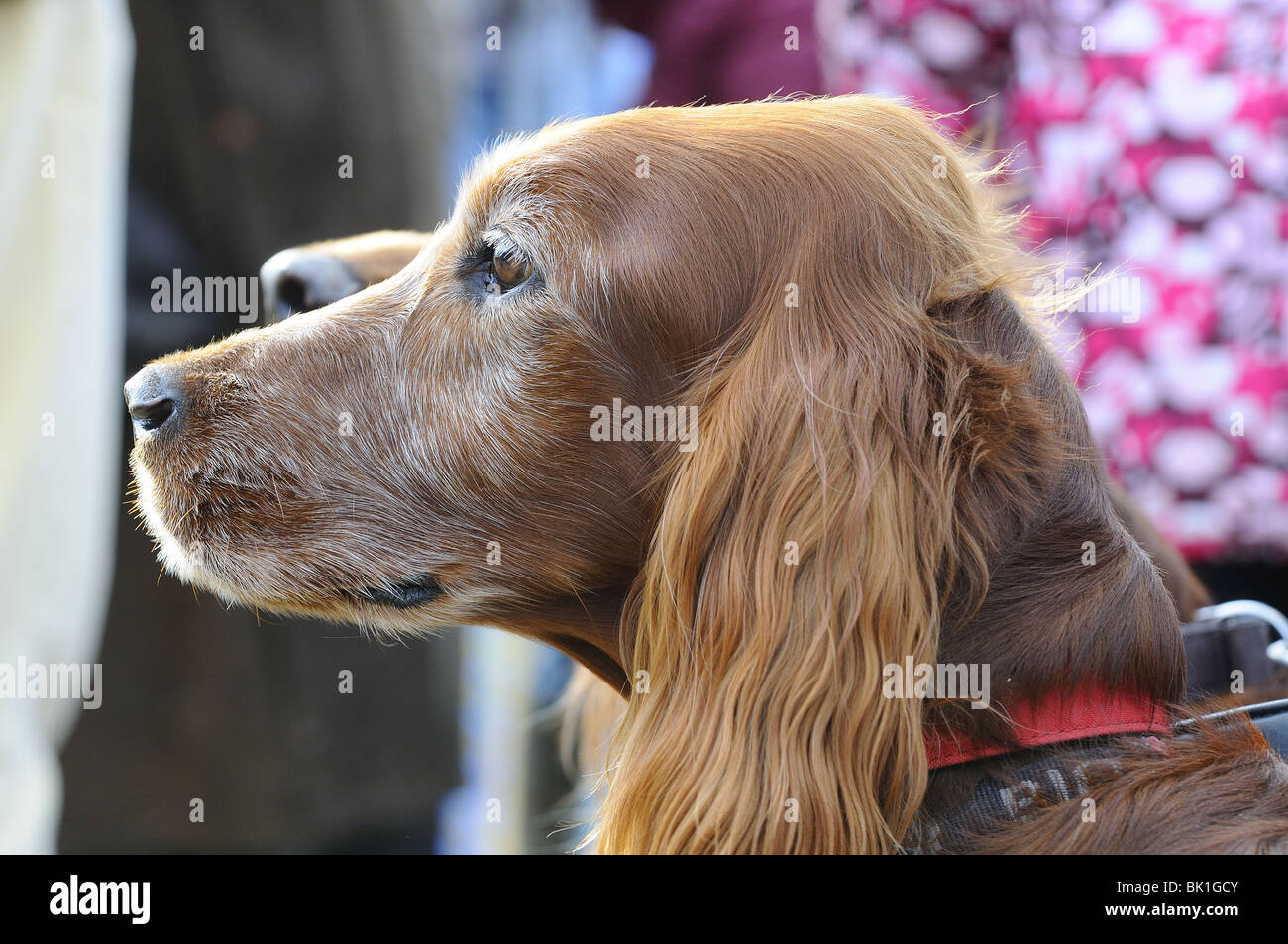 Red setters hi-res stock photography and images - Alamy