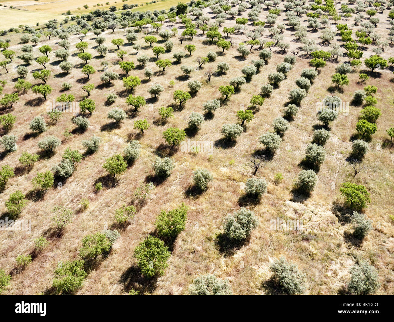 Olive field aerial hi-res stock photography and images - Alamy