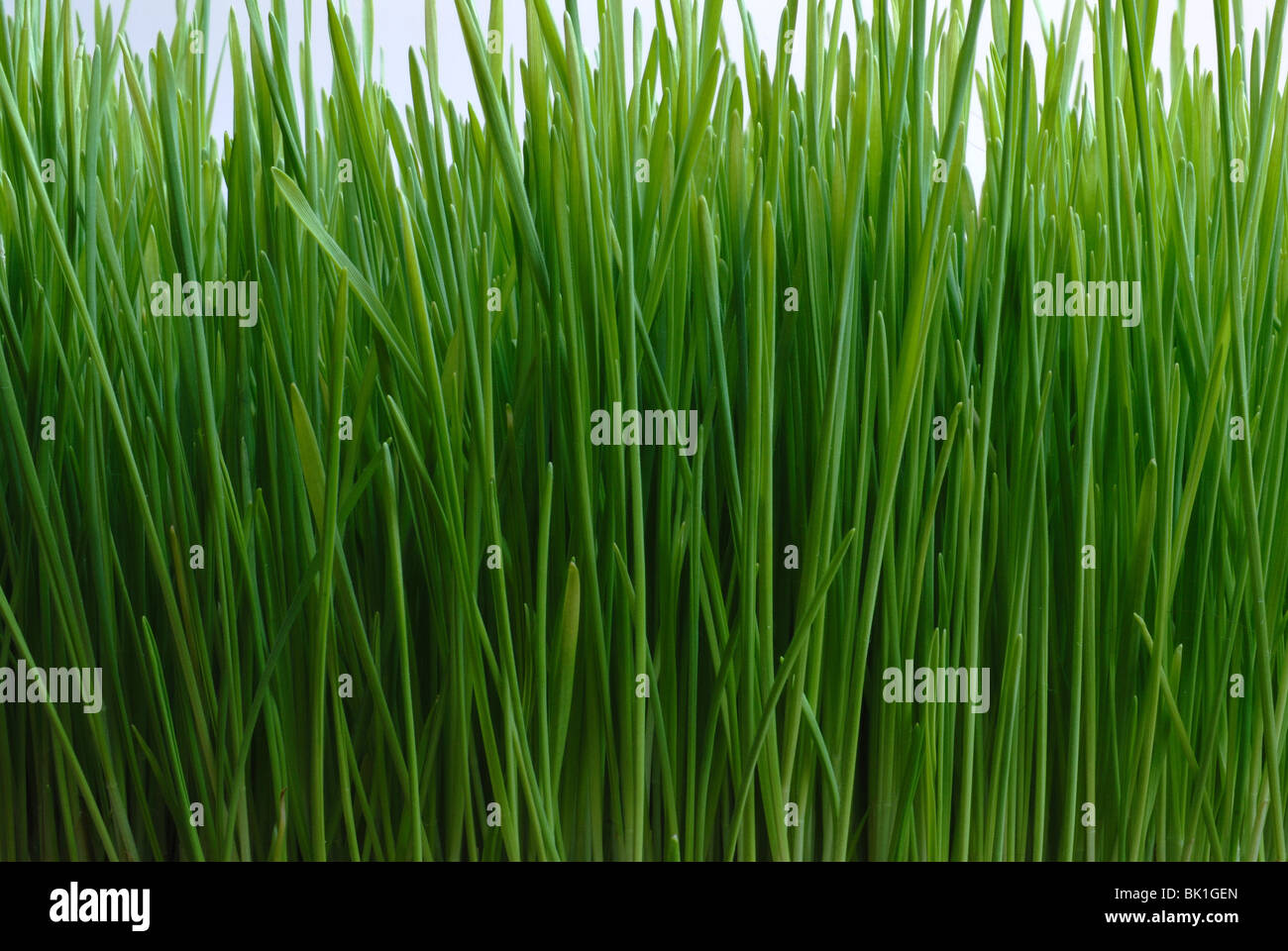 Barefoot blade hi-res stock photography and images - Alamy