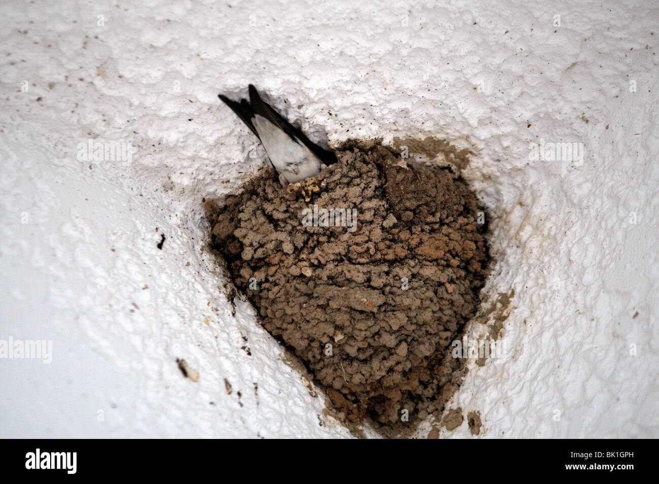 Baby house martin hi-res stock photography and images - Alamy