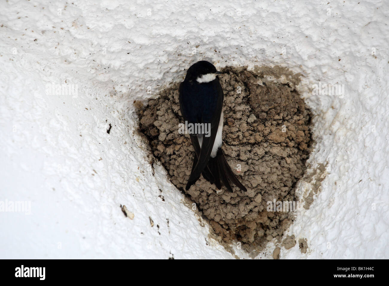 Chimney swallow hi-res stock photography and images - Alamy